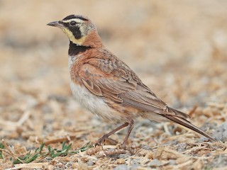 Horned Lark - eBird