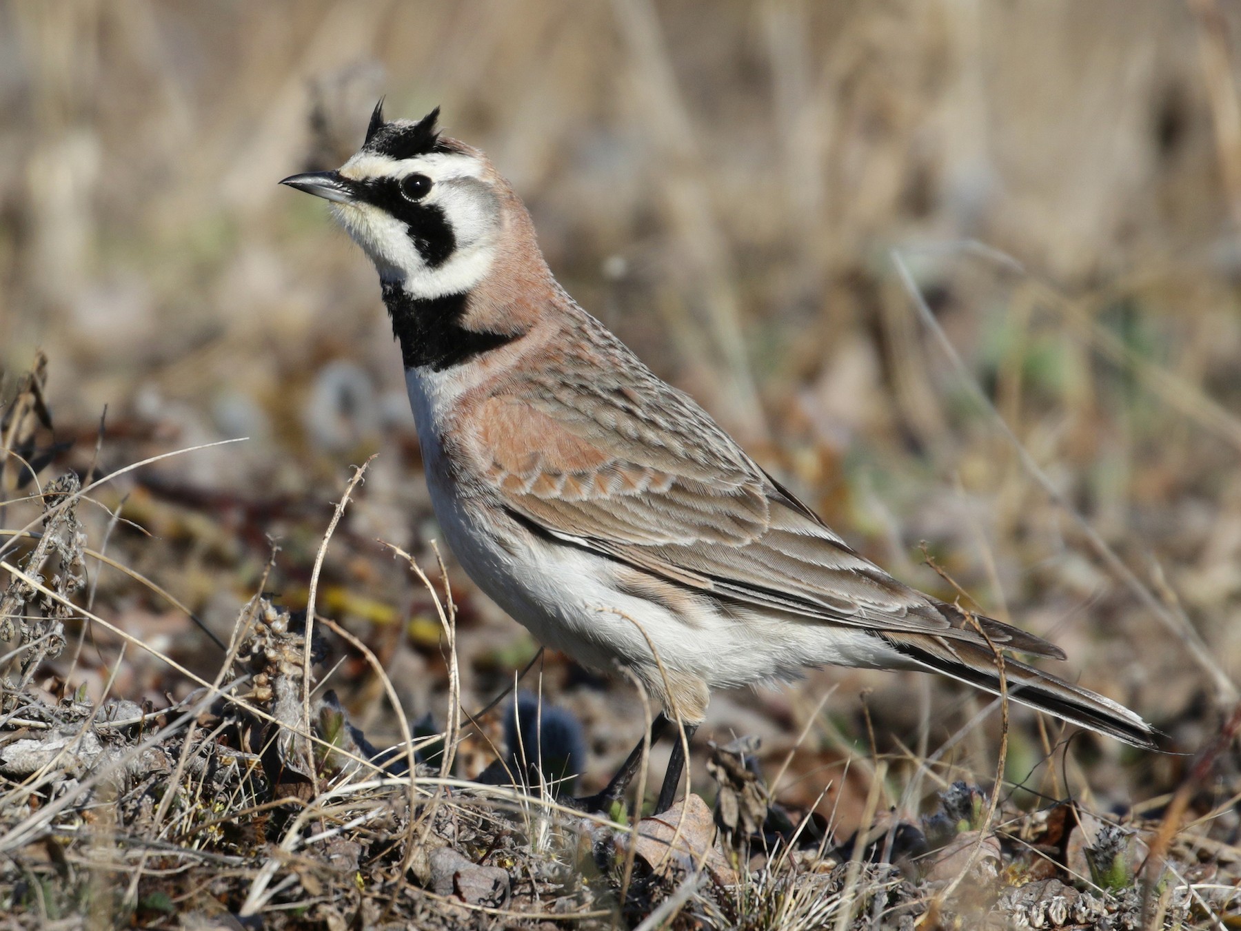 Horned Lark - eBird