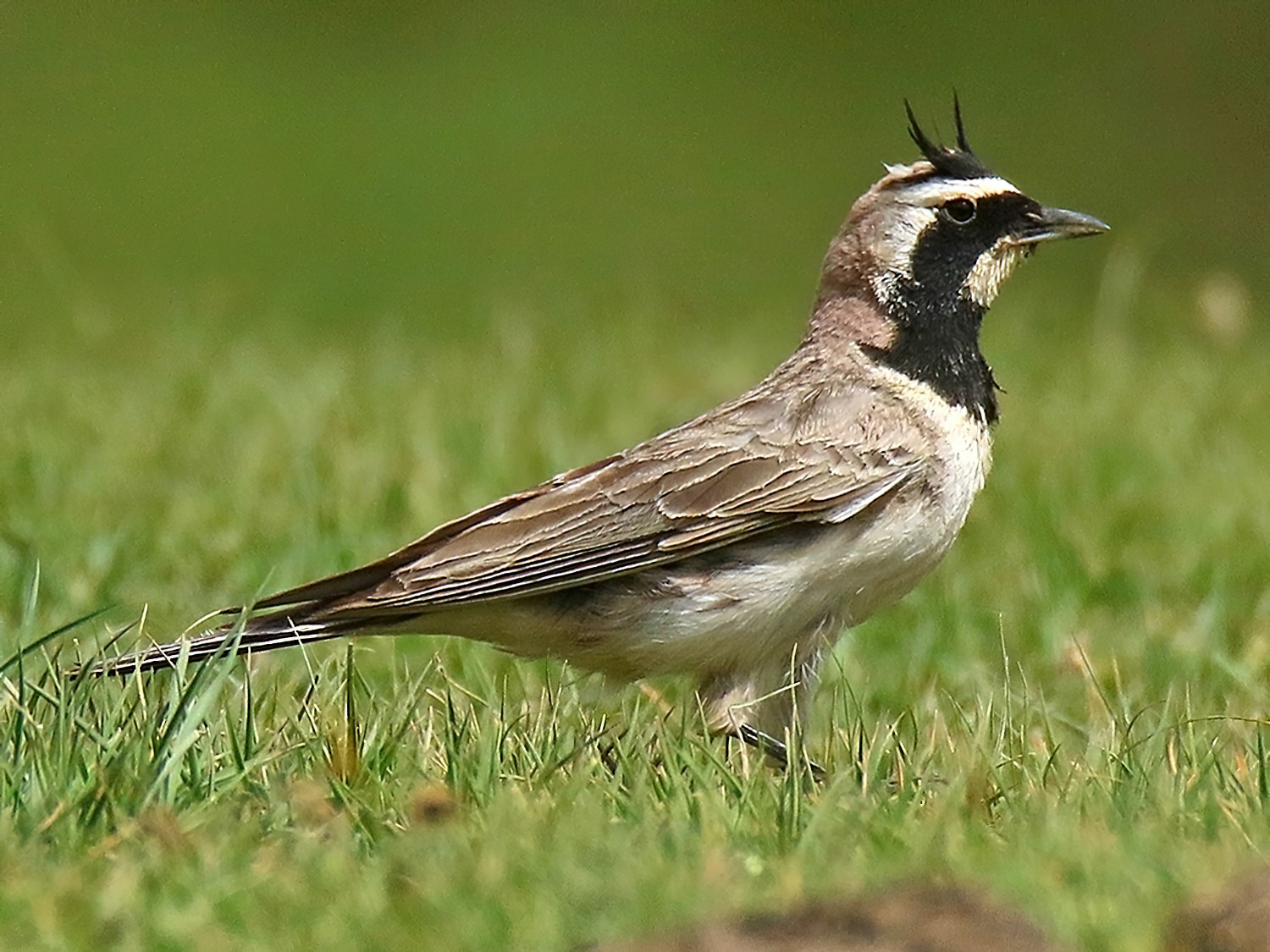 Horned Lark - eBird