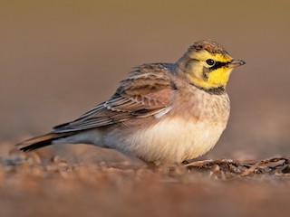 Female Horned Lark