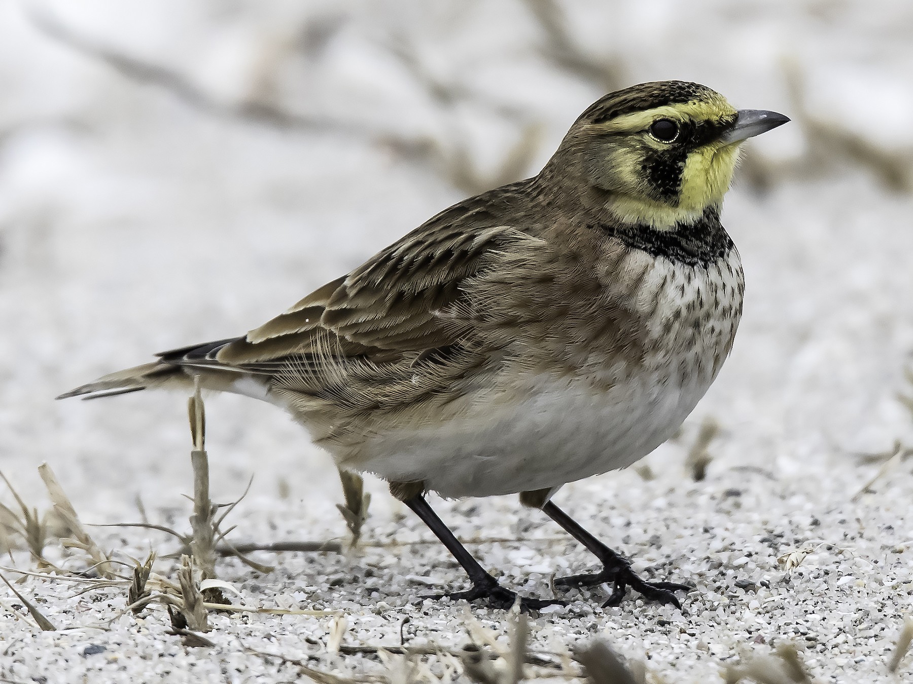 Horned Lark - eBird