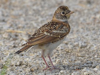 Horned Lark - eBird
