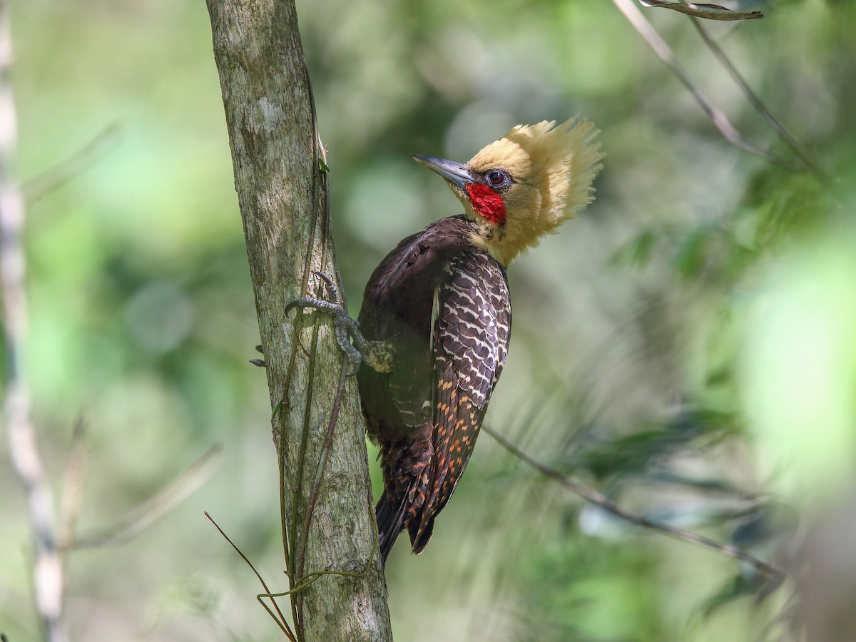Pale-crested Woodpecker - Celeus lugubris - Birds of the World
