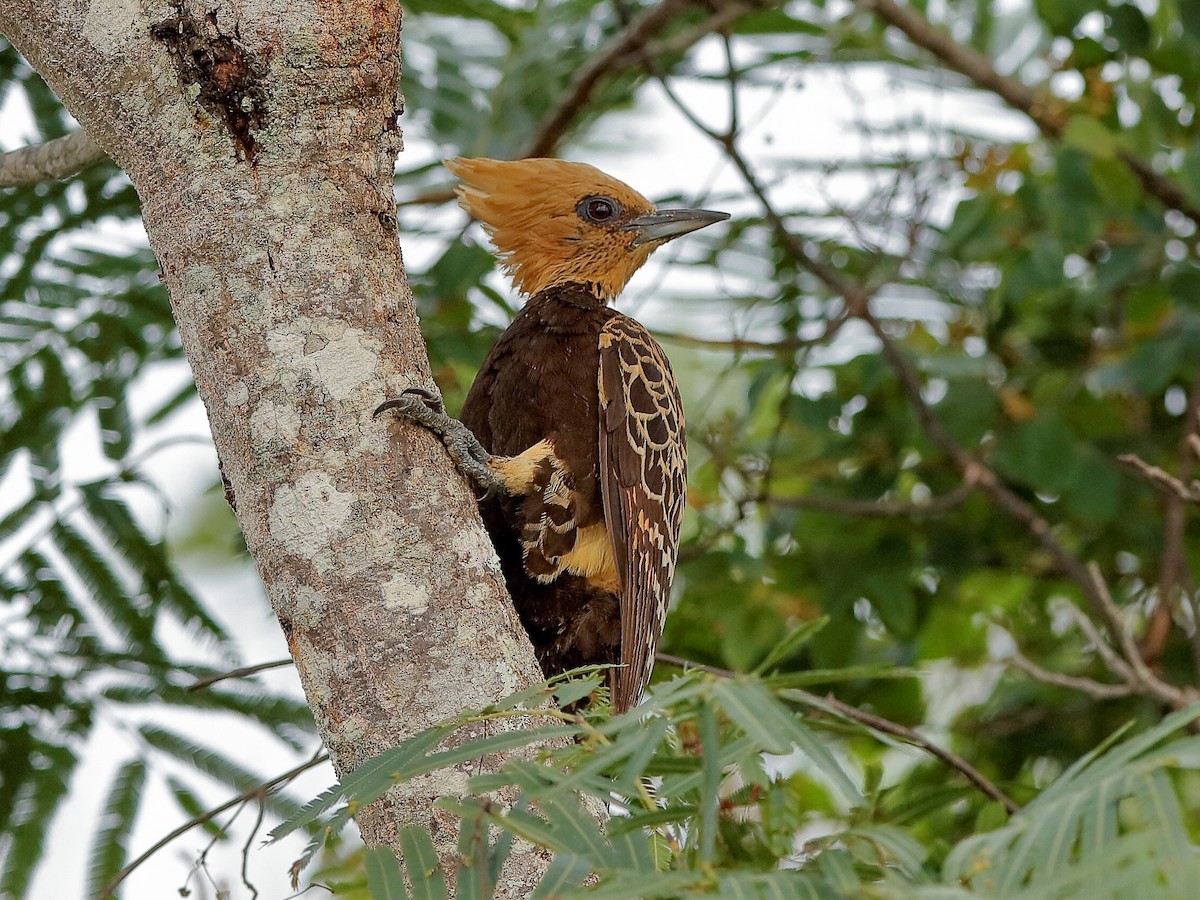 Ochre-backed Woodpecker - Celeus ochraceus - Birds of the World