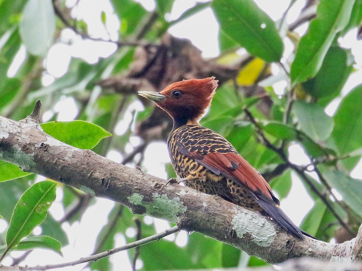 Rufous-headed Woodpecker - Celeus spectabilis - Birds of the World