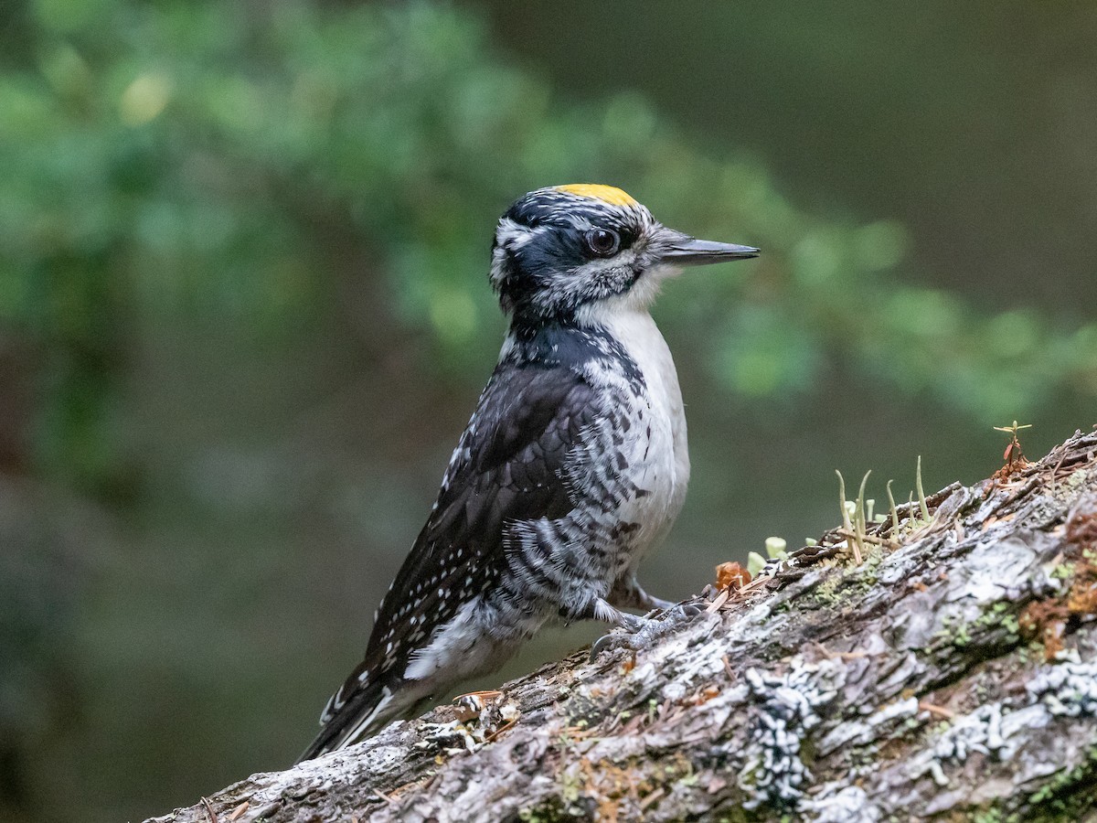 Three Toed Woodpecker