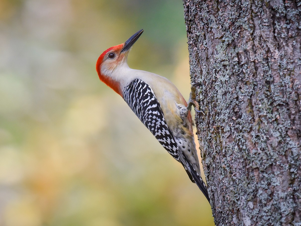 Red-bellied Woodpecker - Melanerpes carolinus - Birds of the World