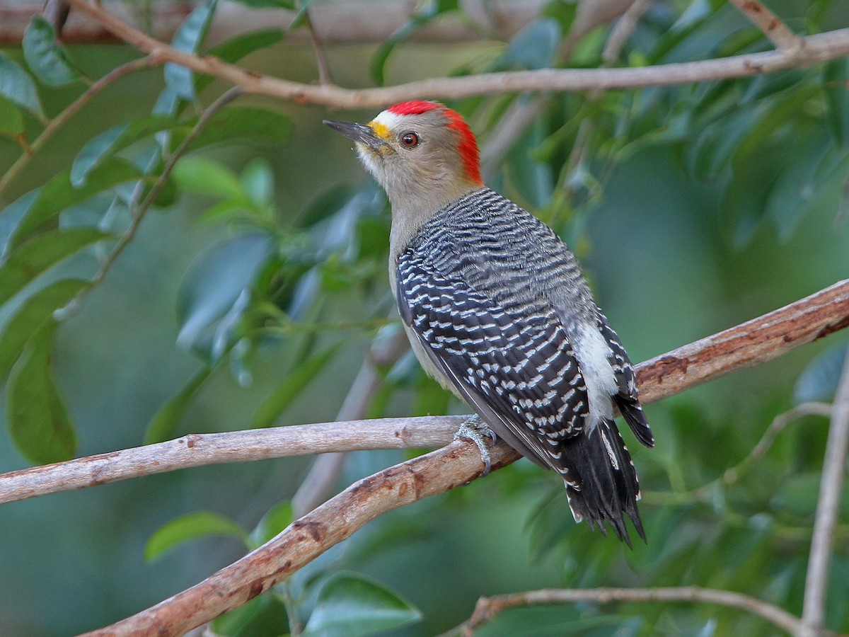 Yucatan Woodpecker - Melanerpes pygmaeus - Birds of the World