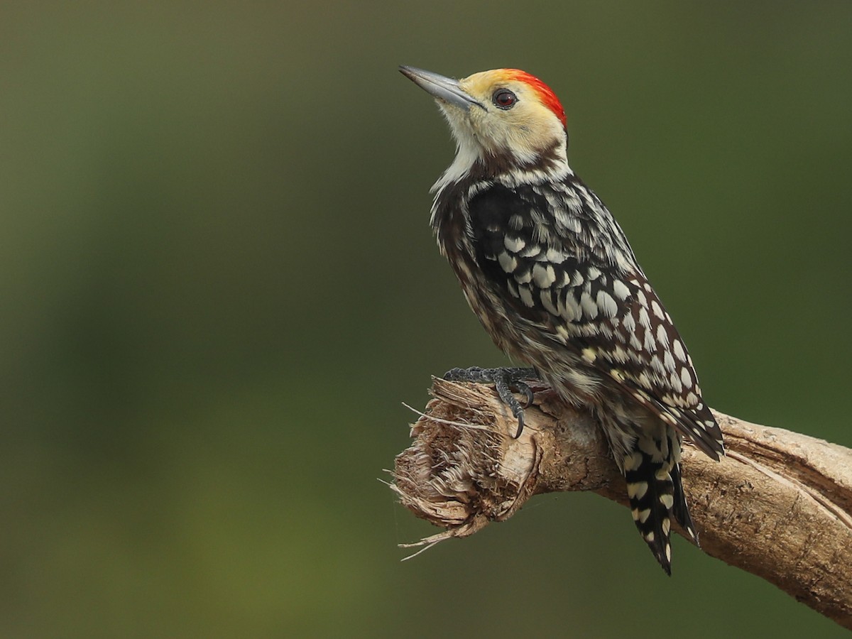 Yellow-crowned Woodpecker - Leiopicus mahrattensis - Birds of the World