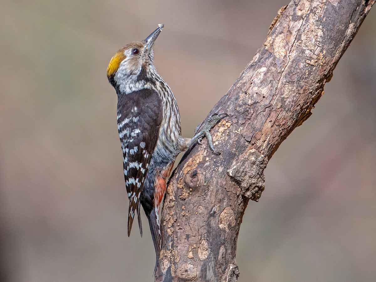 Brown-fronted Woodpecker - Dendrocoptes auriceps - Birds of the World