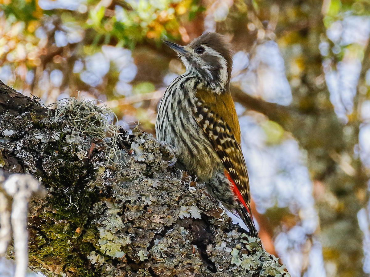Abyssinian Woodpecker - Dendropicos abyssinicus - Birds of the World