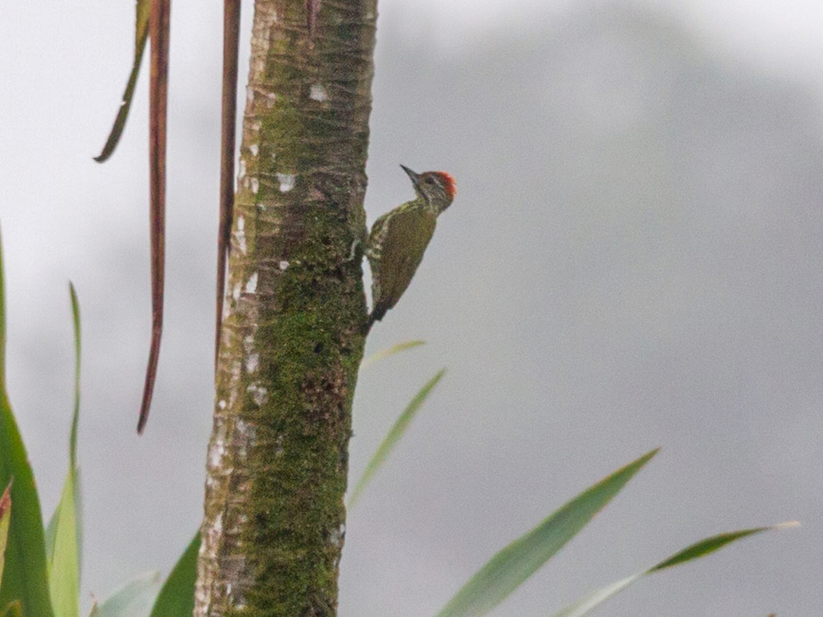Gabon Woodpecker - Dendropicos gabonensis - Birds of the World