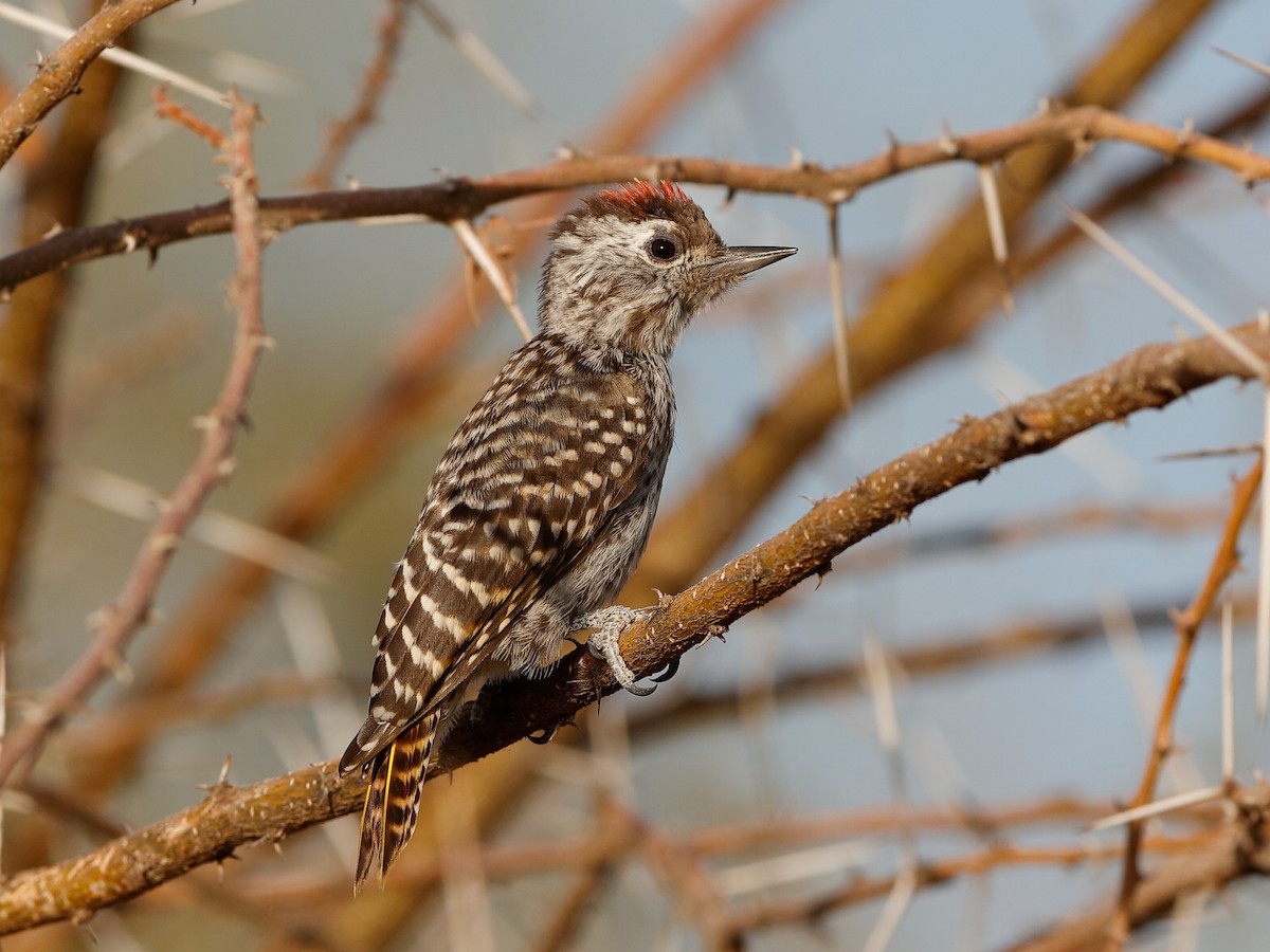 Cardinal Woodpecker - Dendropicos fuscescens - Birds of the World