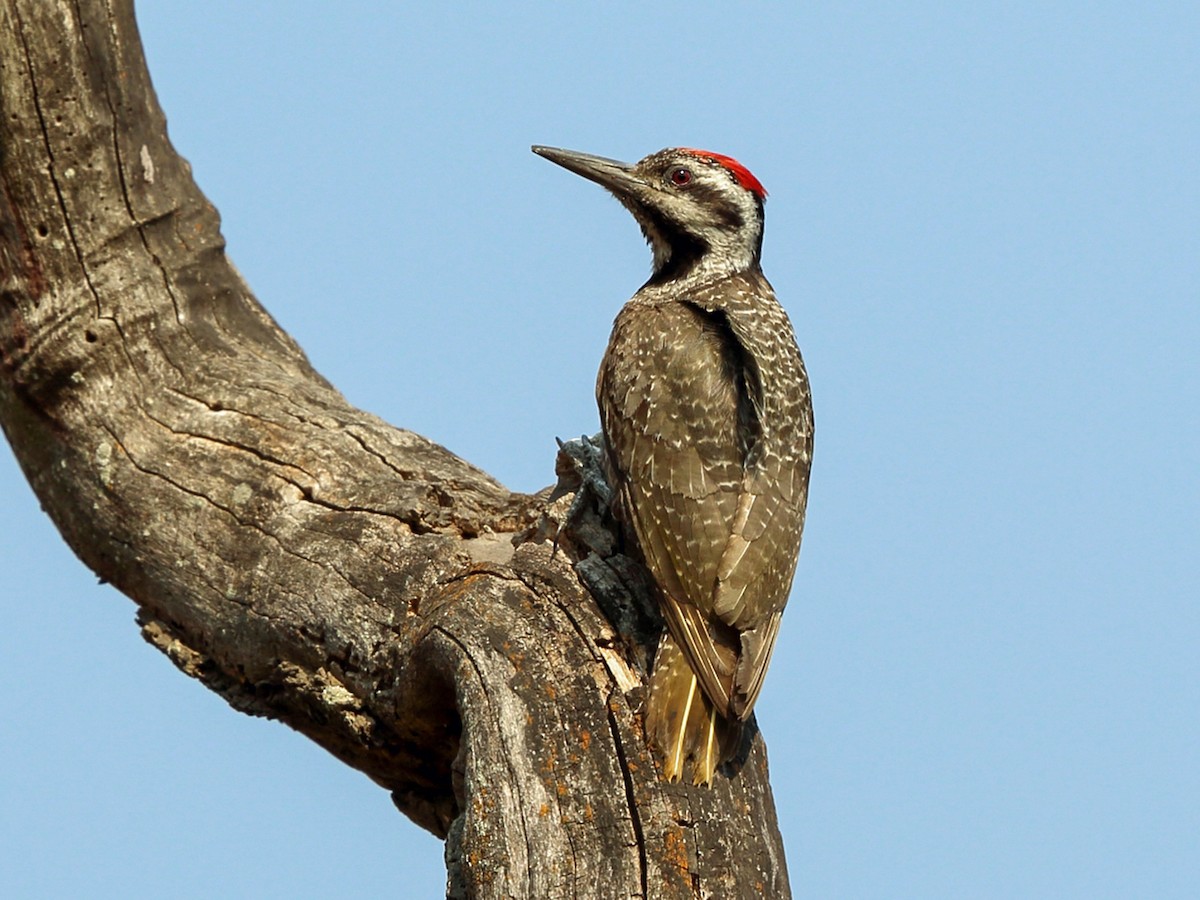 Bearded Woodpecker - Chloropicus namaquus - Birds of the World