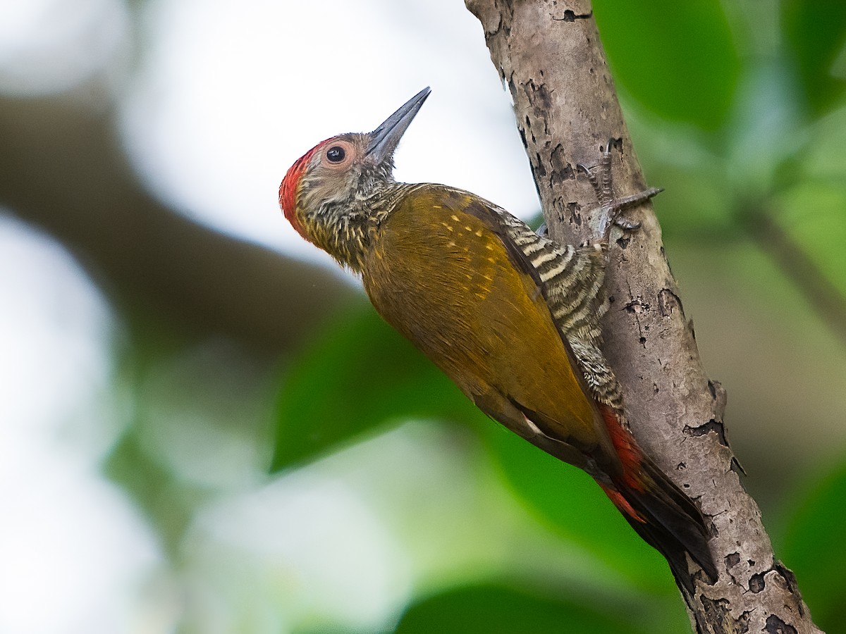Red-rumped Woodpecker - Dryobates kirkii - Birds of the World