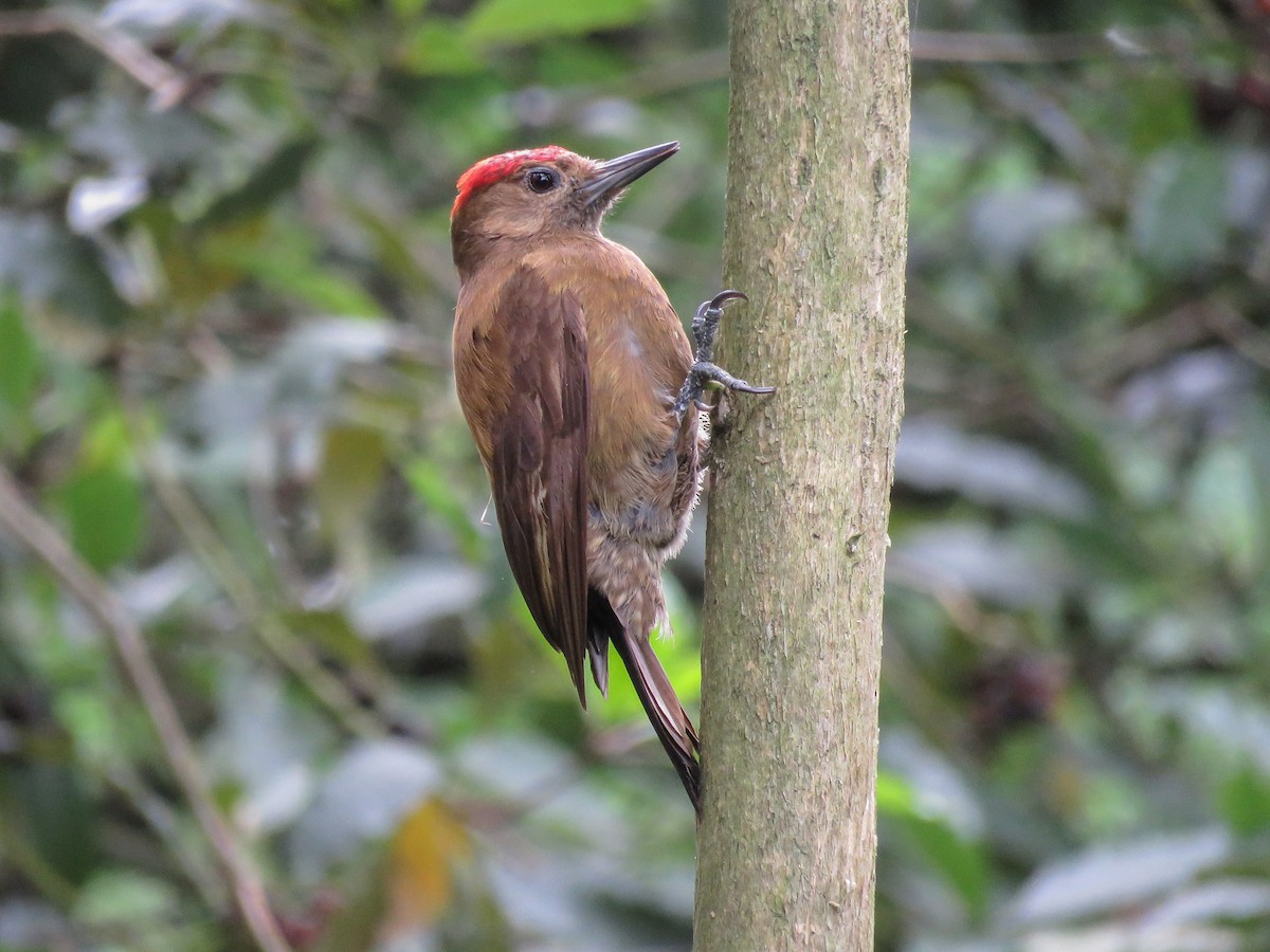 Smoky-brown Woodpecker - Dryobates fumigatus - Birds of the World