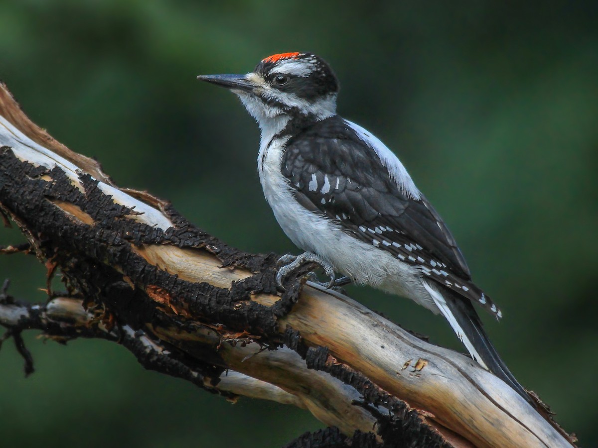 Hairy Woodpecker - Dryobates villosus - Birds of the World