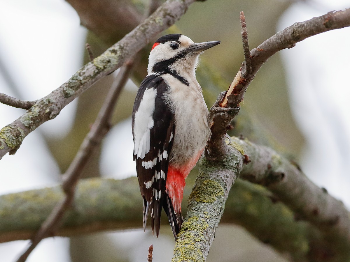 Syrian Woodpecker - Dendrocopos syriacus - Birds of the World