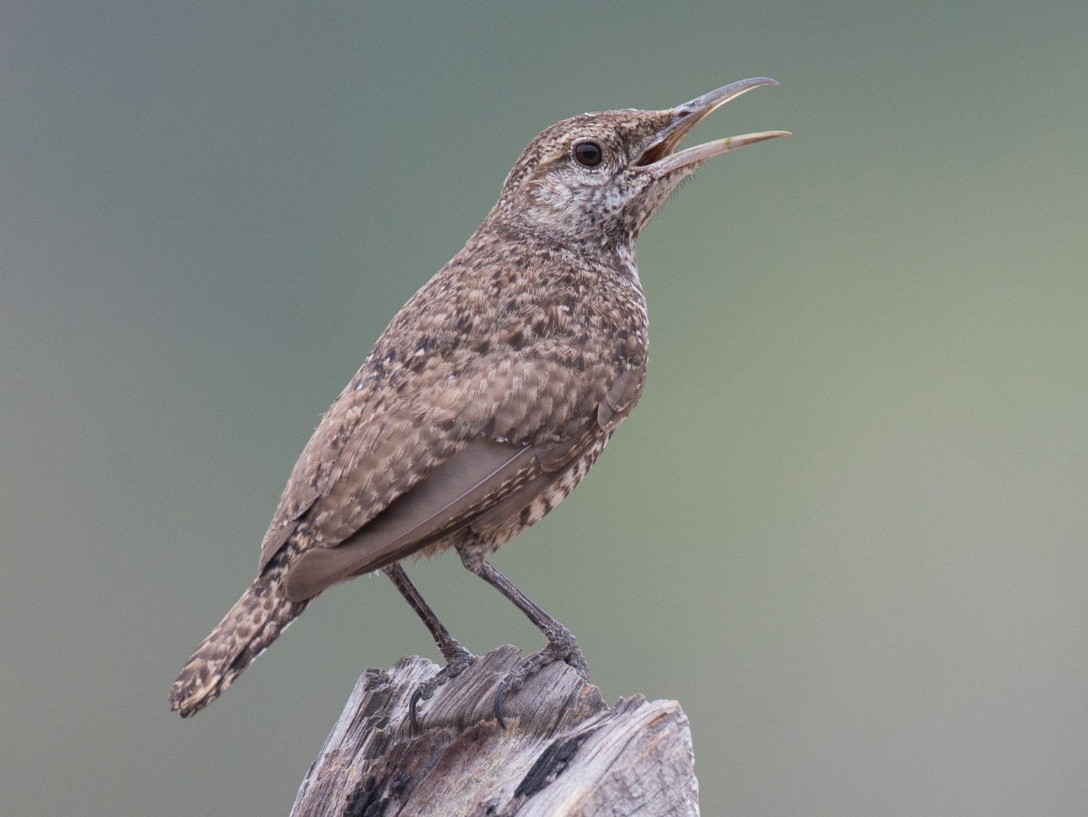 Rock Wren - eBird