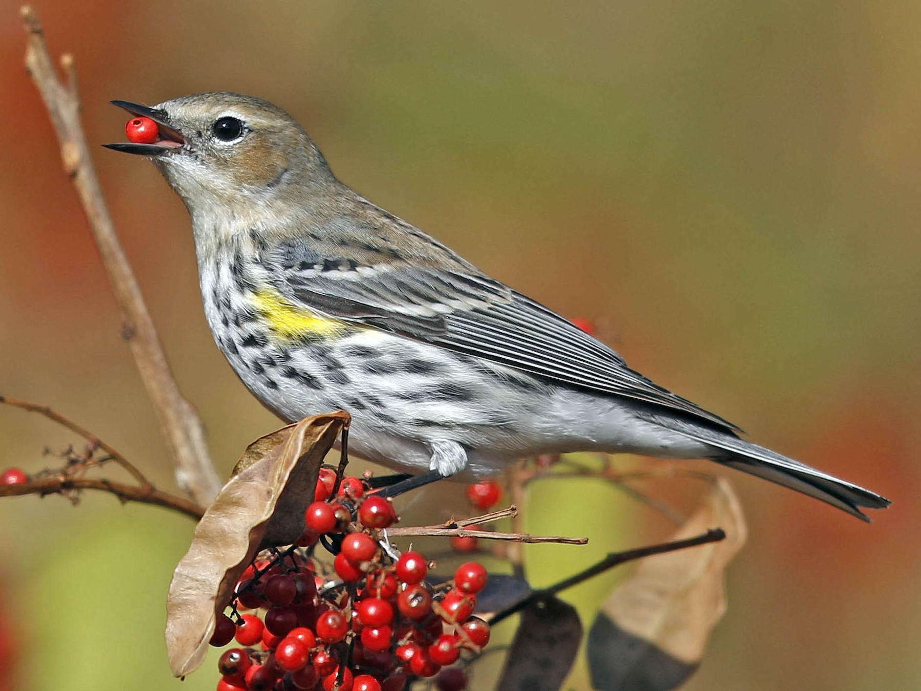 Yellow-rumped Warbler - eBird