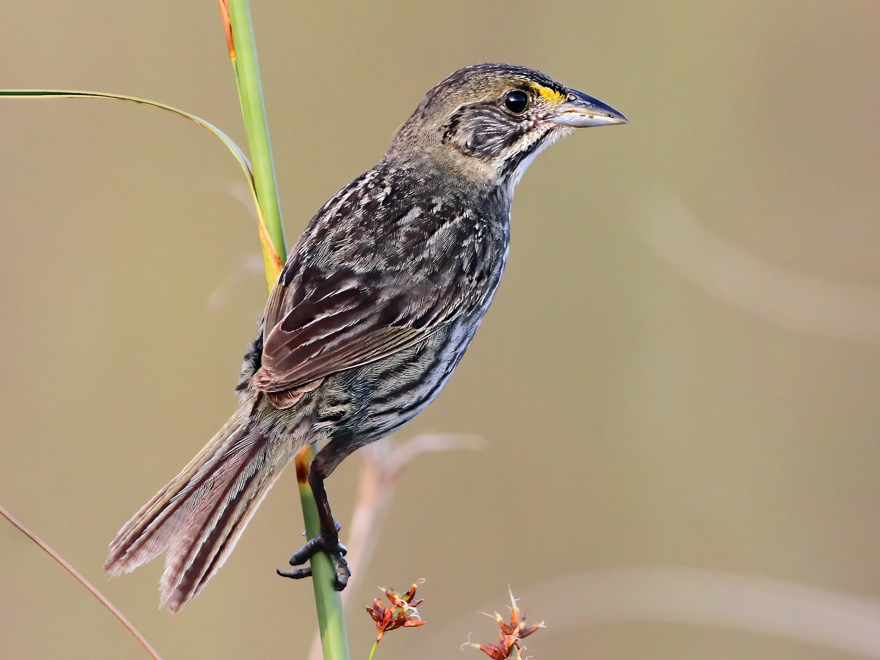 Seaside Sparrow - eBird