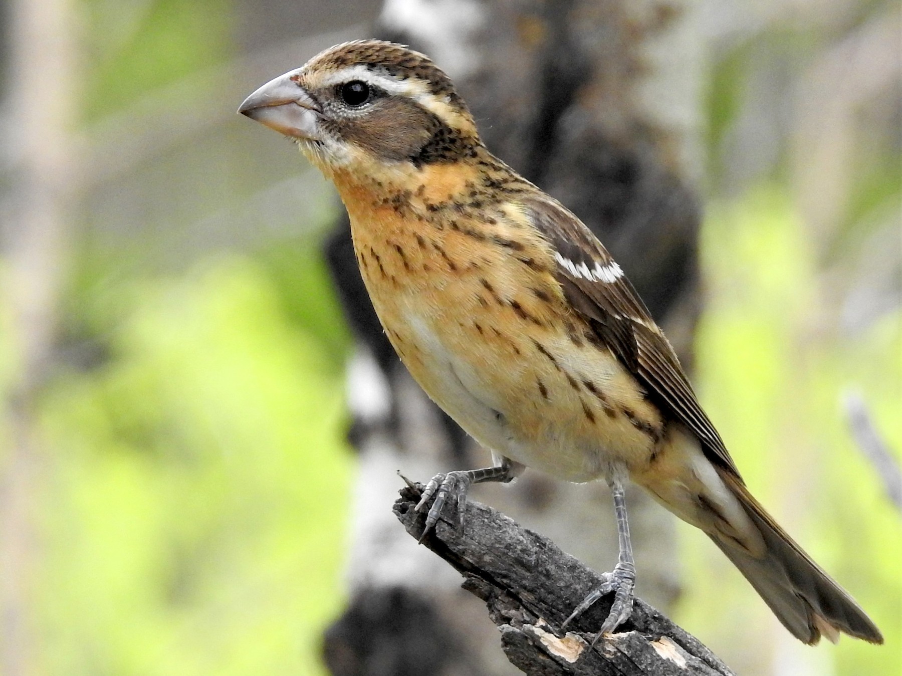Black-headed Grosbeak - eBird