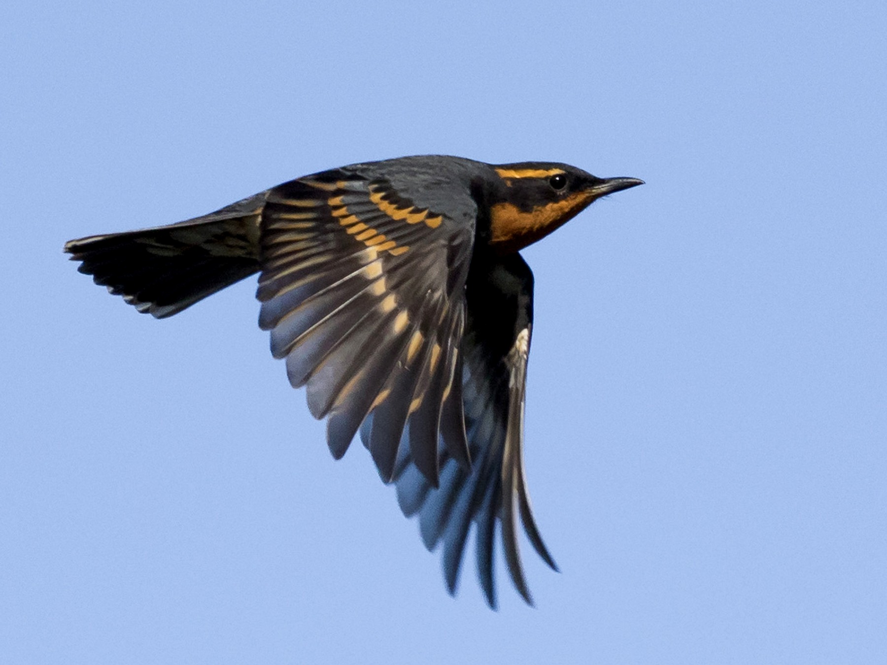 Varied Thrush - eBird