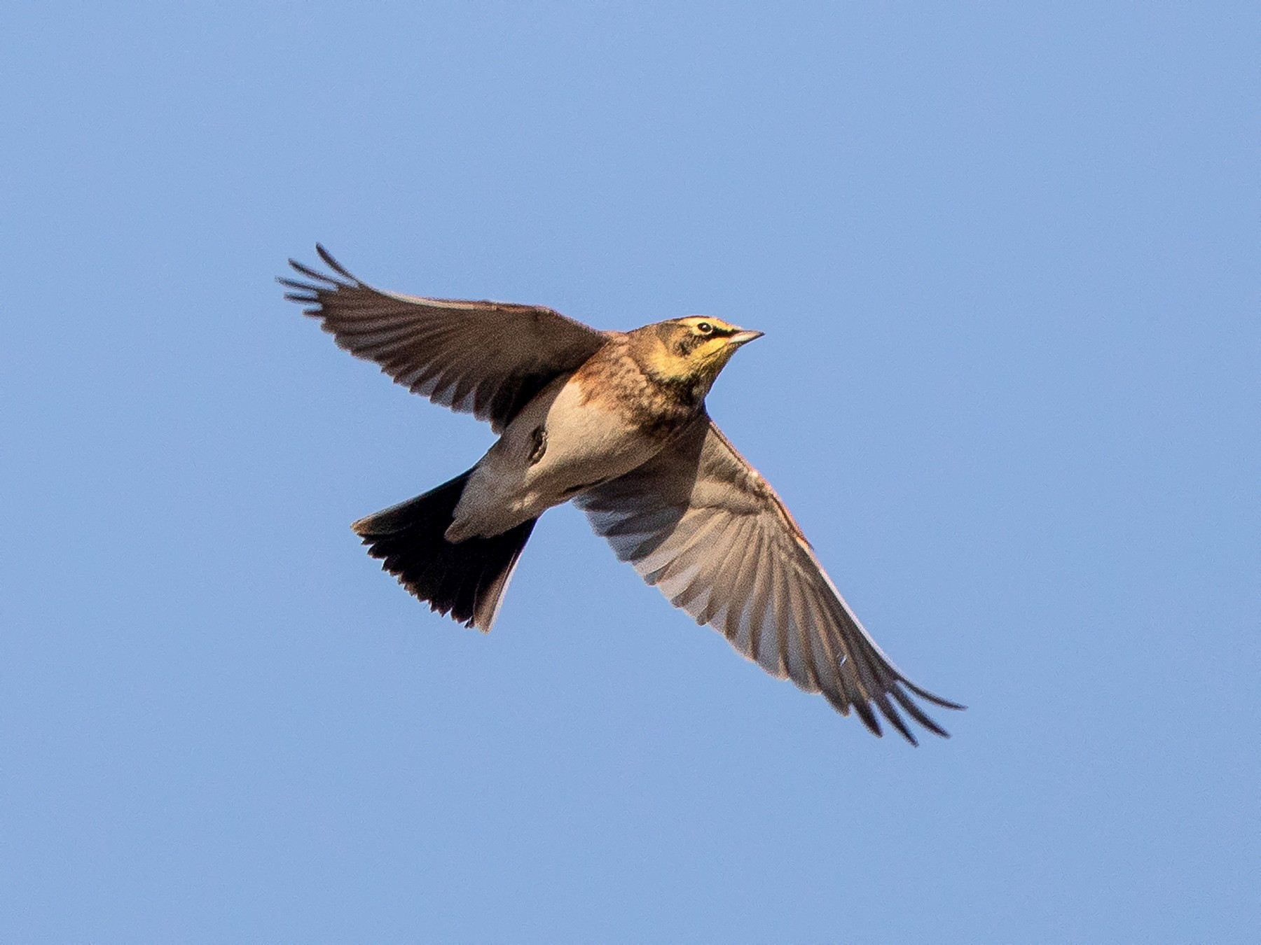 Horned Lark - eBird