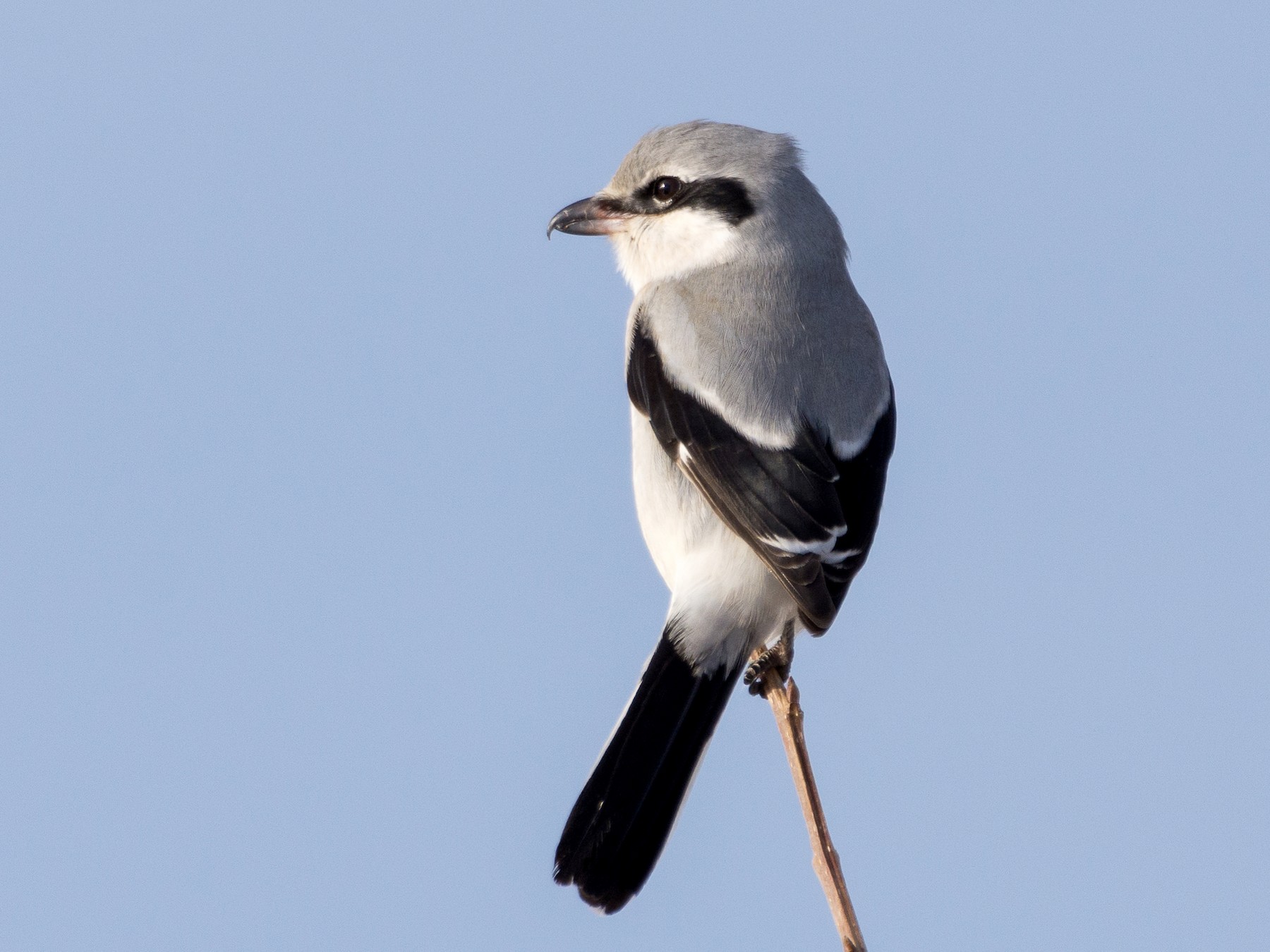Northern Shrike - eBird