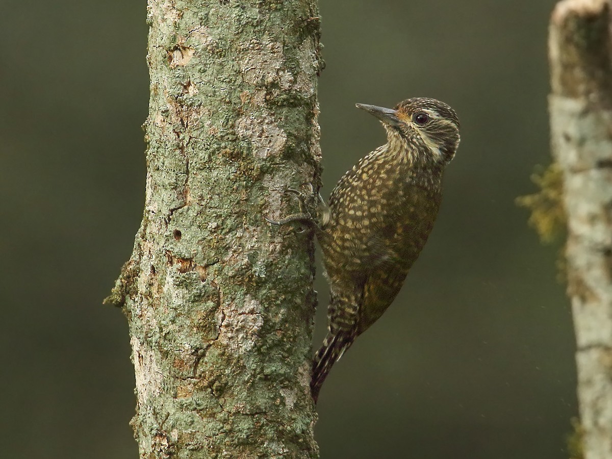 White-spotted Woodpecker - Dryobates spilogaster - Birds of the World