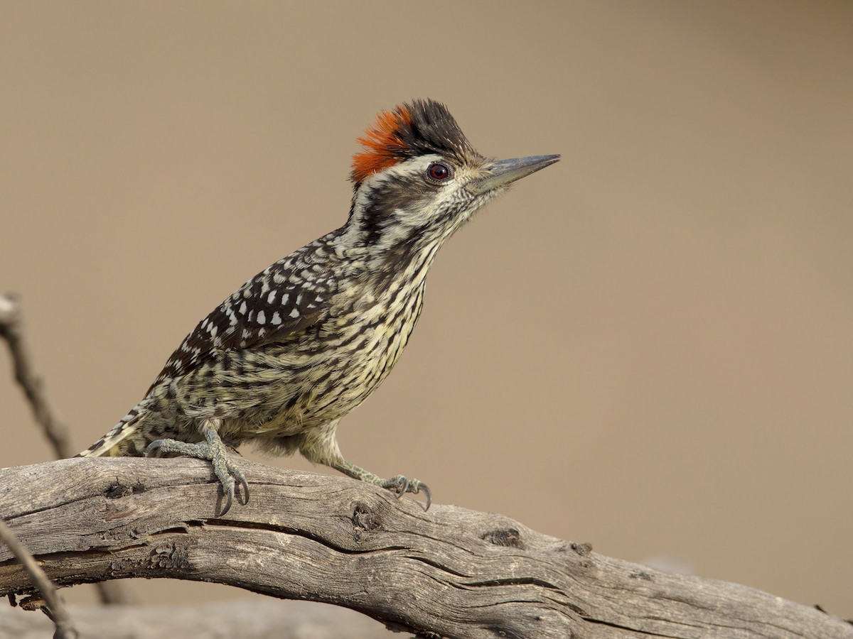 Striped Woodpecker - Dryobates lignarius - Birds of the World