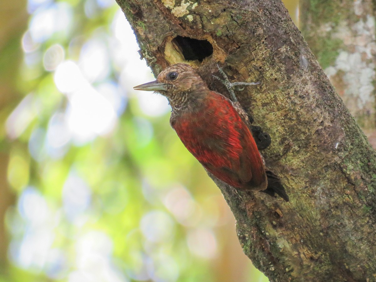 Blood-colored Woodpecker - Dryobates sanguineus - Birds of the World