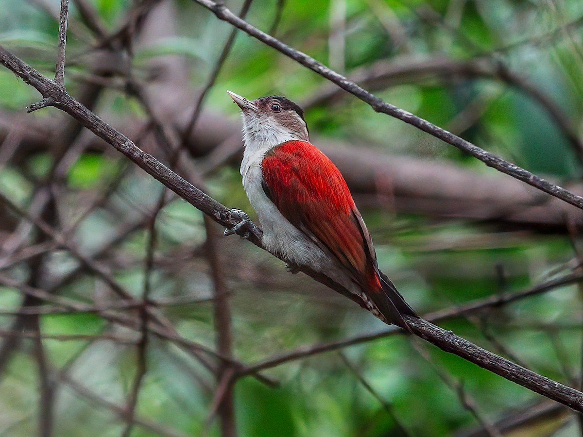 Scarlet-backed Woodpecker - Dryobates callonotus - Birds of the World