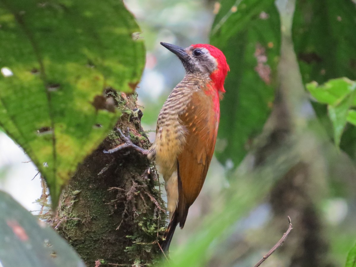Yellow-vented Woodpecker - Dryobates dignus - Birds of the World