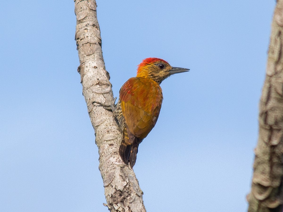 Red-stained Woodpecker - Dryobates affinis - Birds of the World