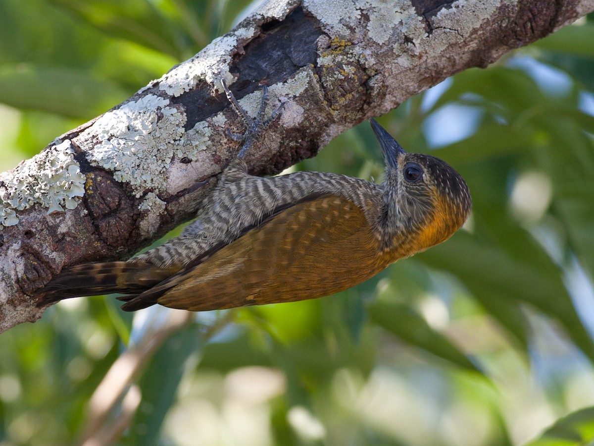 Yellow-eared Woodpecker - Dryobates maculifrons - Birds of the World