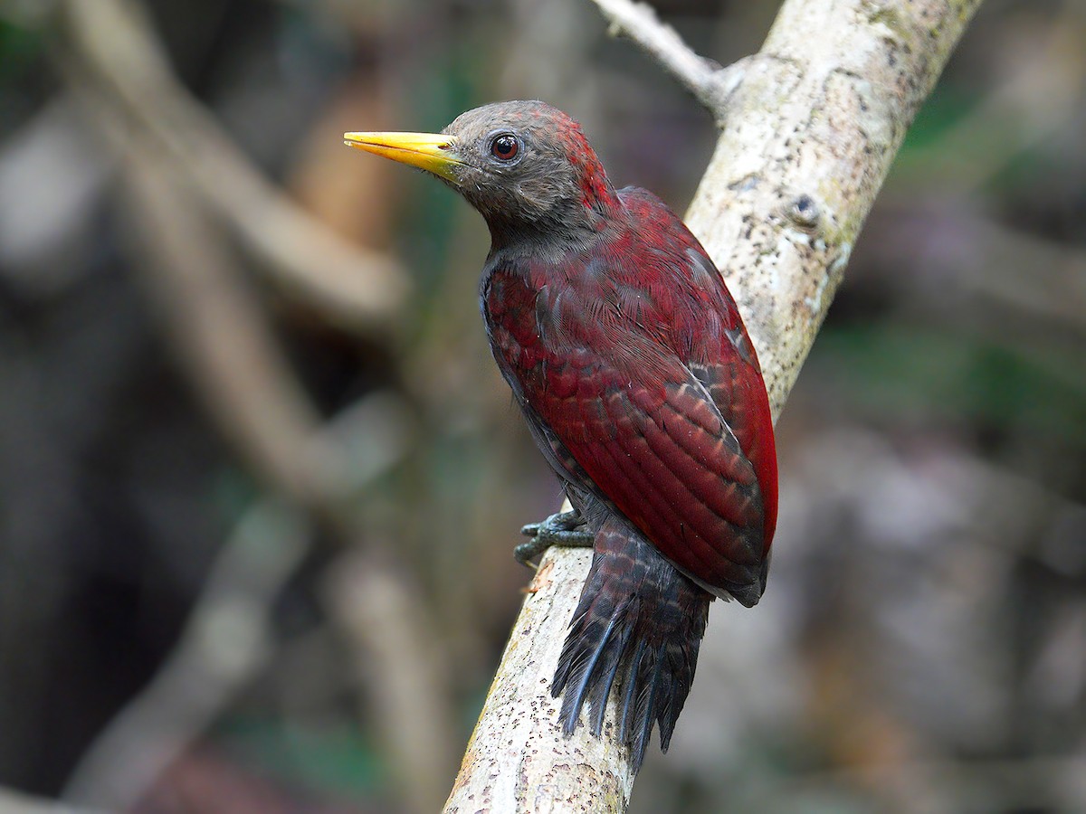 Maroon Woodpecker - Blythipicus rubiginosus - Birds of the World