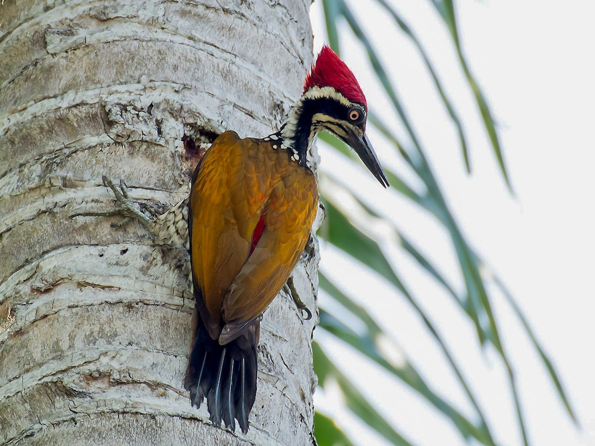 Greater Flameback - Chrysocolaptes guttacristatus - Birds of the World