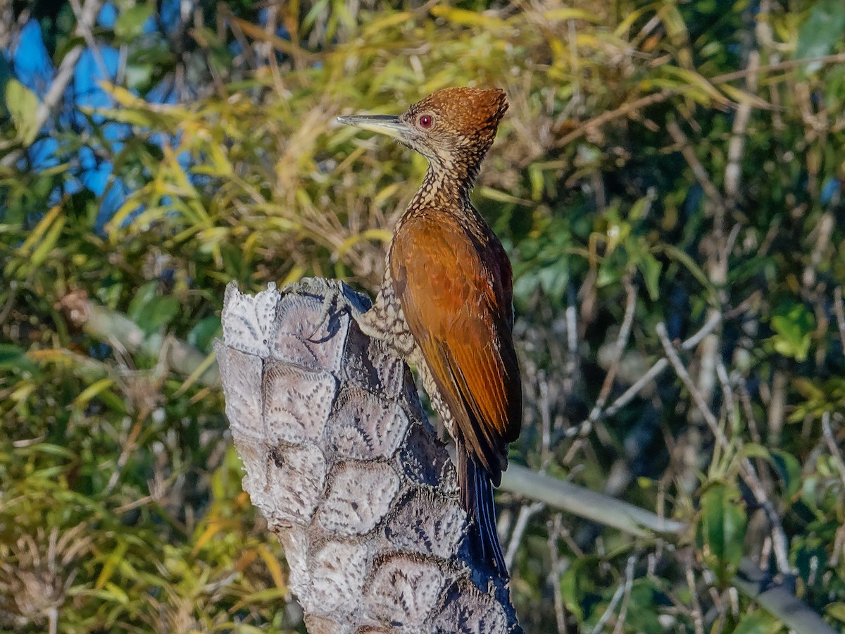 Buff-spotted Flameback - Chrysocolaptes lucidus - Birds of the World