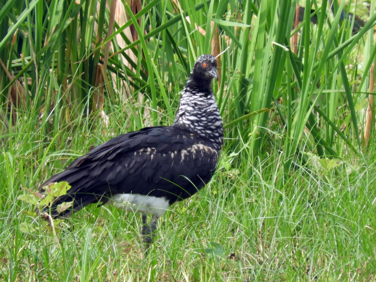 eBird Checklist - 16 Feb 2021 - Humedal La Tembladera - 35 species