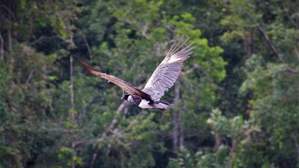 eBird Checklist - 15 Feb 2021 - Rio Yata, Beni Department, BO (-11.076 ...