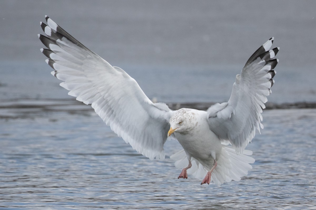 How to ID American Herring Gull and Ring-billed Gull