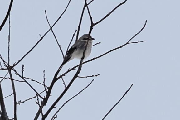 eBird Checklist - 17 Feb 2021 - Killdeer Plains Wildlife Area--Harold ...