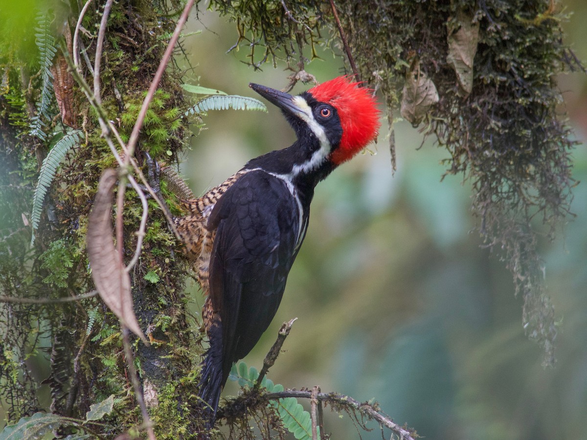 Powerful Woodpecker - Campephilus pollens - Birds of the World