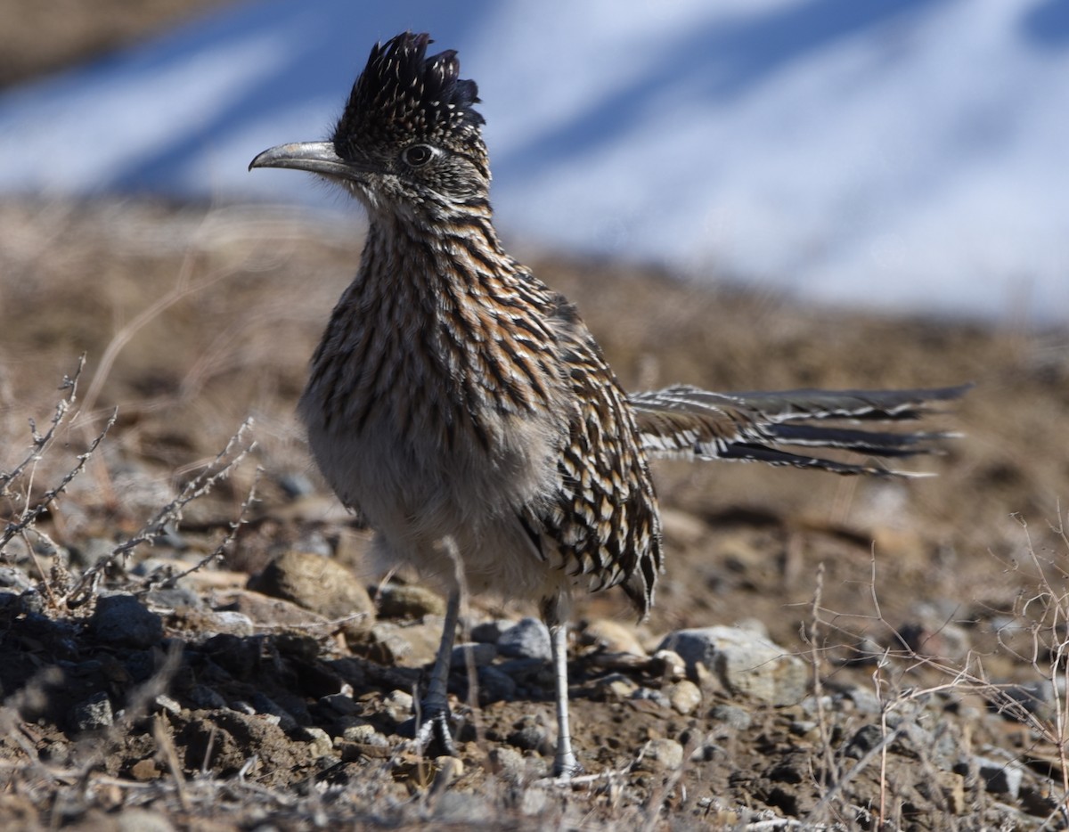 eBird Checklist - 17 Feb 2021 - Chimney Rock Draw - 1 species