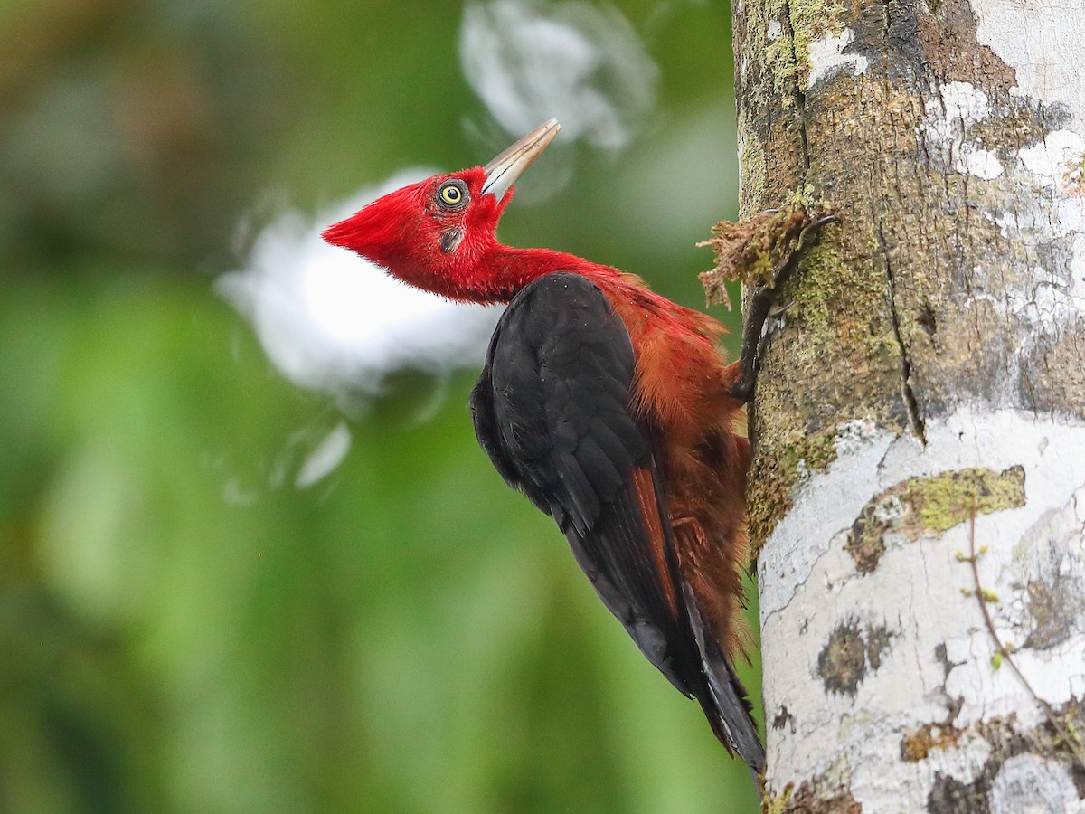 Red-necked Woodpecker - Campephilus rubricollis - Birds of the World