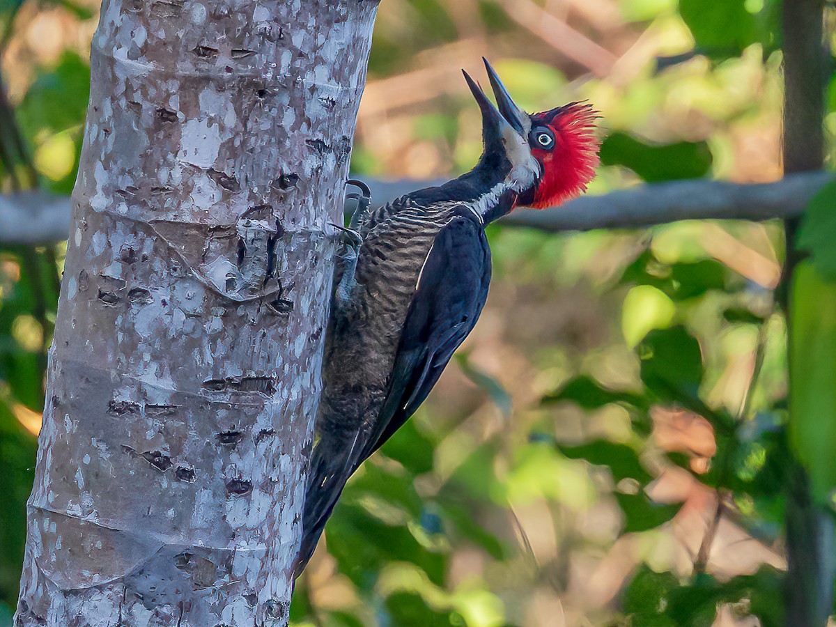 Crimson-crested Woodpecker - Campephilus melanoleucos - Birds of the World