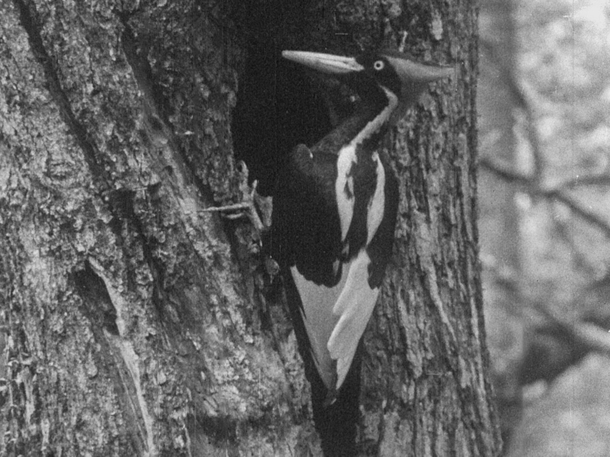 Ivory-billed Woodpecker - Campephilus principalis - Birds of the World