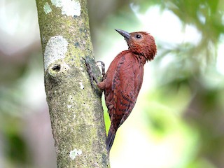 Rufous Woodpecker - Micropternus brachyurus - Birds of the World
