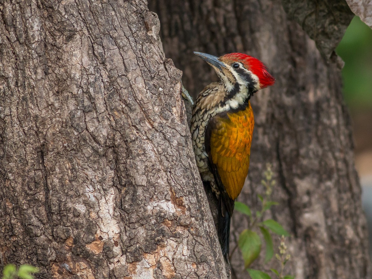 Himalayan Flameback - Dinopium shorii - Birds of the World